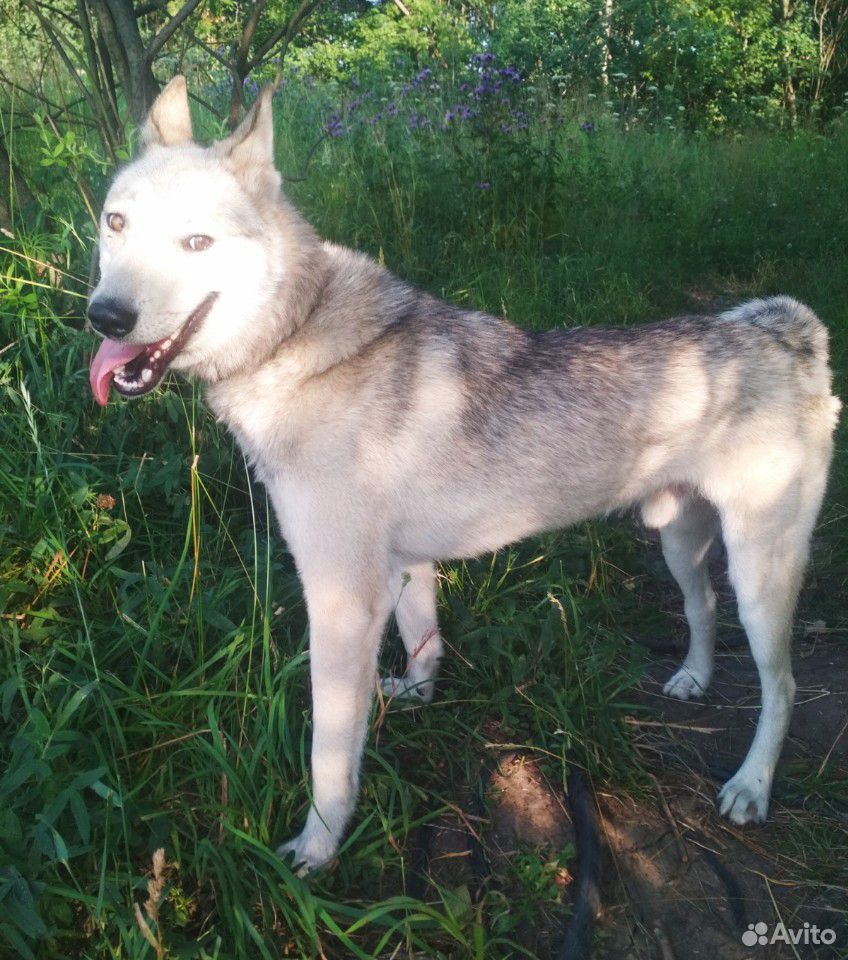 Сибирский хаски