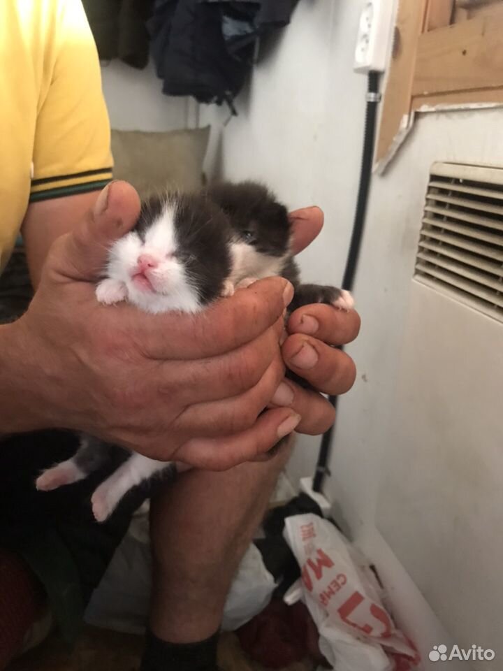 Котята новорожденные