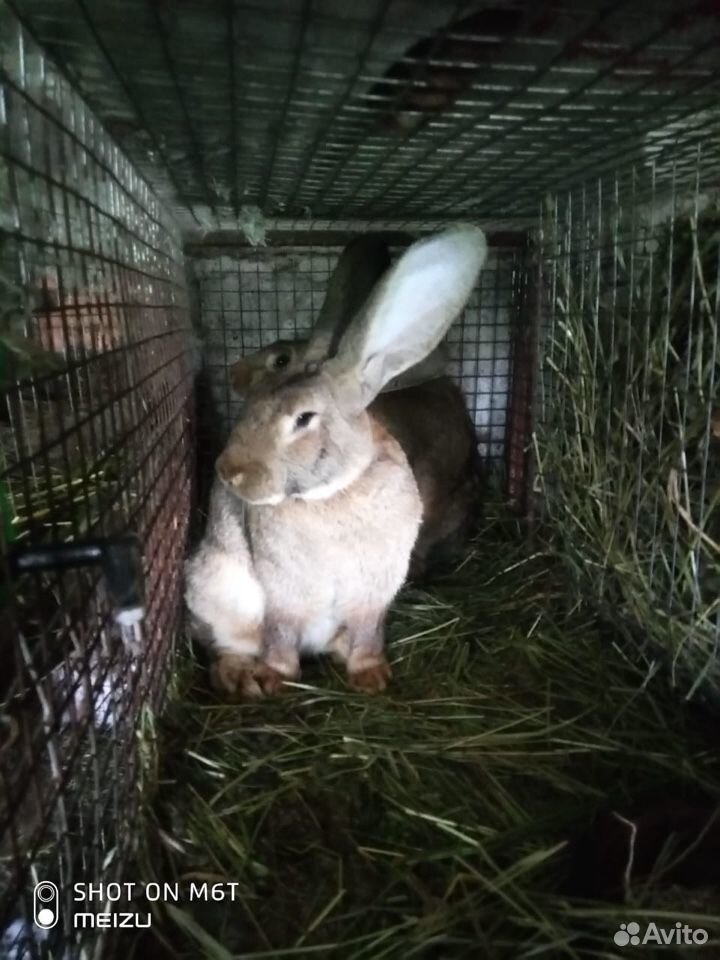 Кролик Фландер самка