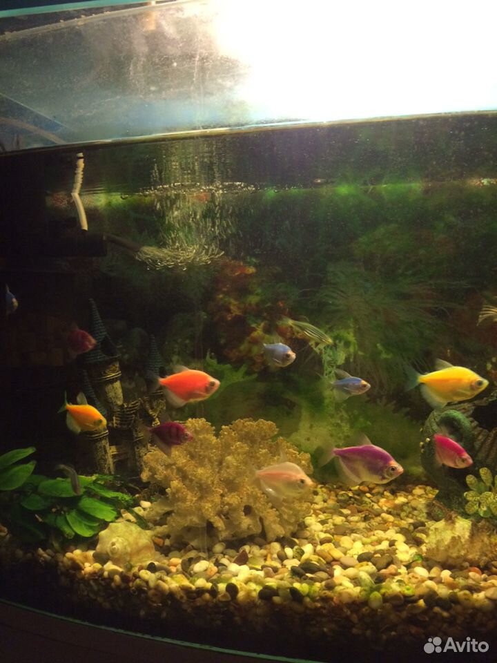 Аквариумные рыбки Тетра и данио