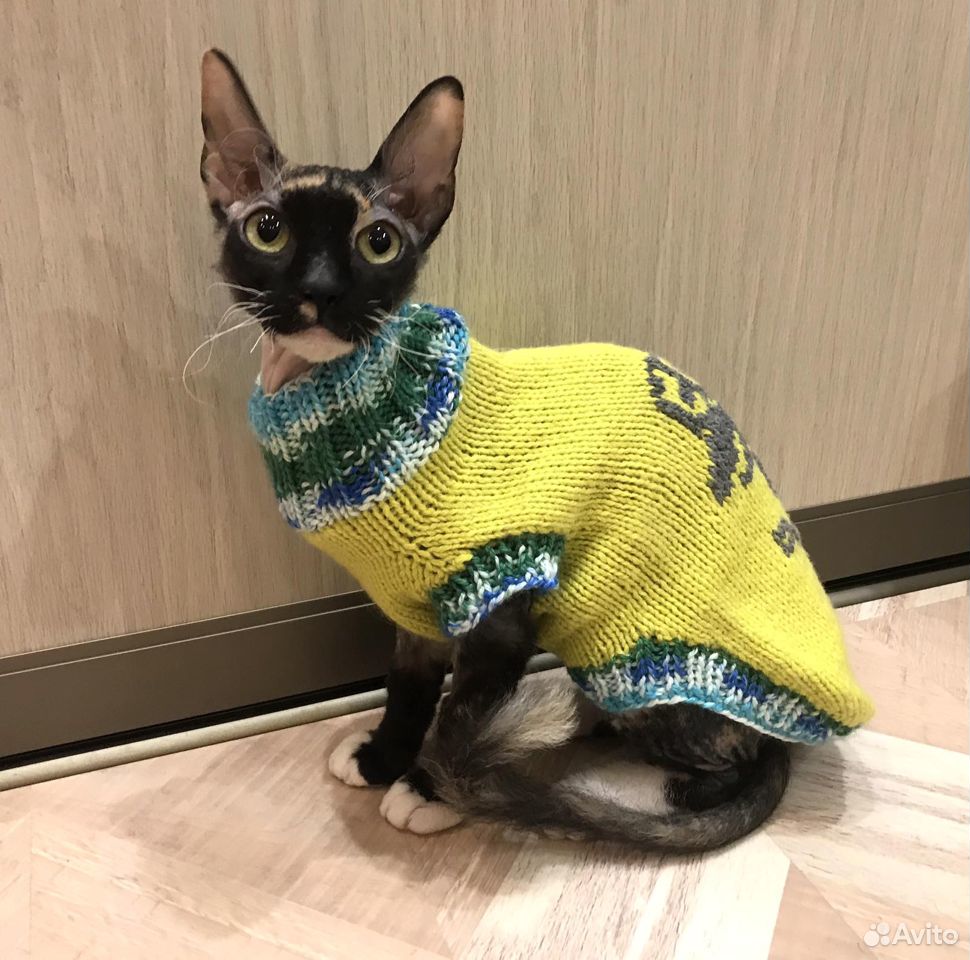 Кошечка сфинкс, 1 год