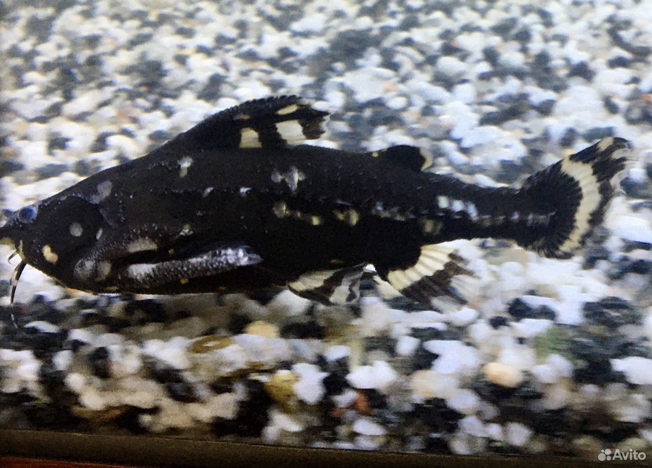 Сом - хищник