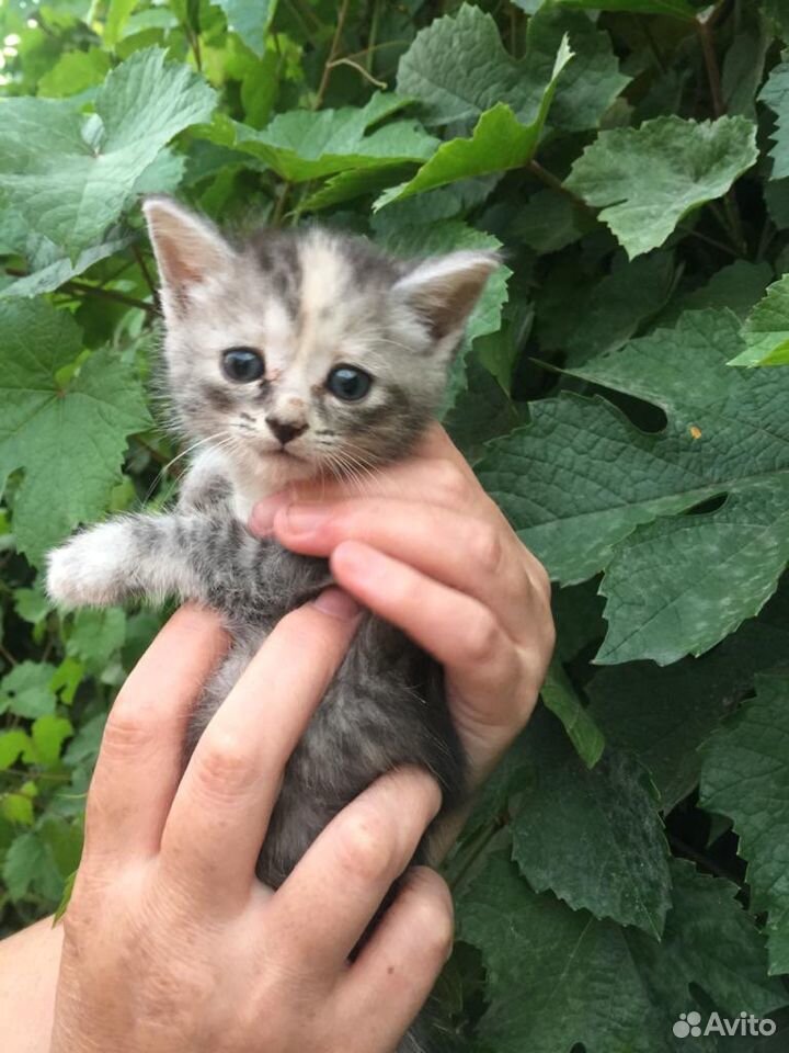 Котёнок
