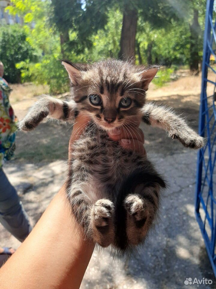 Брат и сестричка ищут хозяев. Отдаем в добрые руки