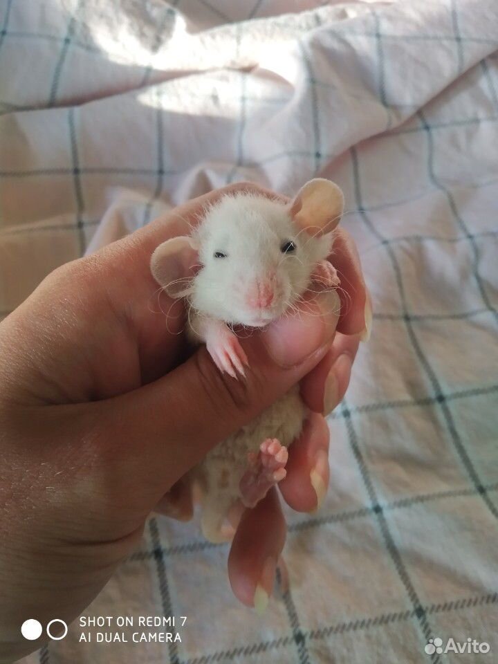 Крыса Дамбо, Сиам, Дабл-Рекс