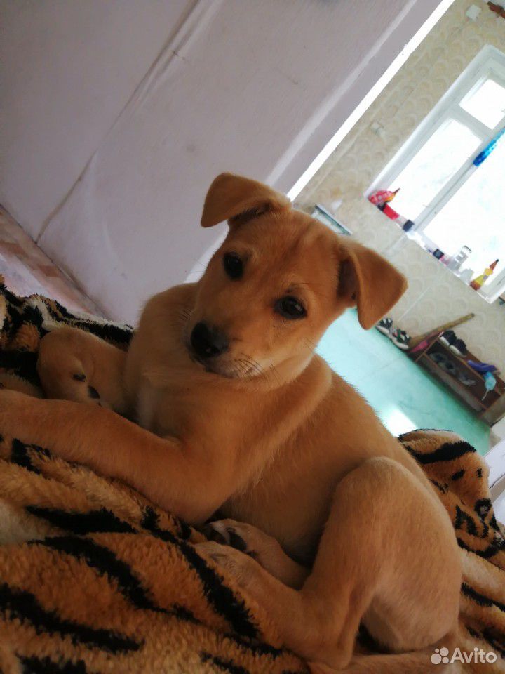 Собака Смесь Мама стафорд с терьером Папа овчарка