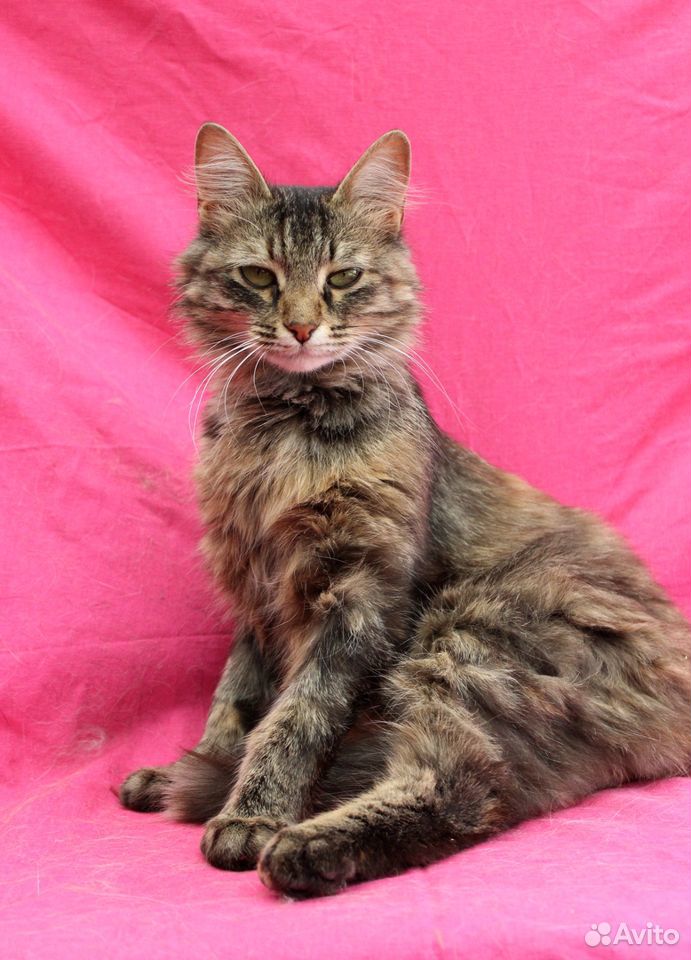 Кошка Сьюзи