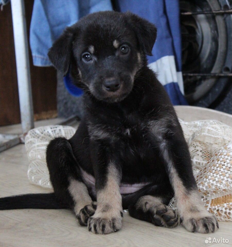 Вэнди в добрые руки