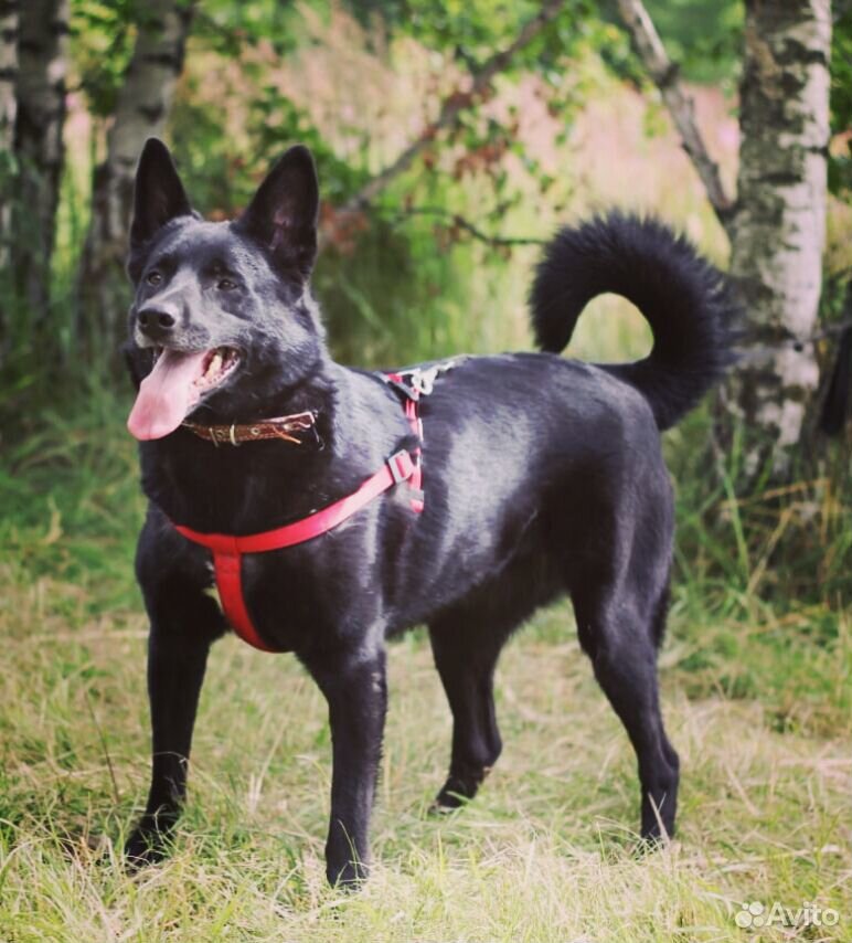 Собака Ночка в добрые руки