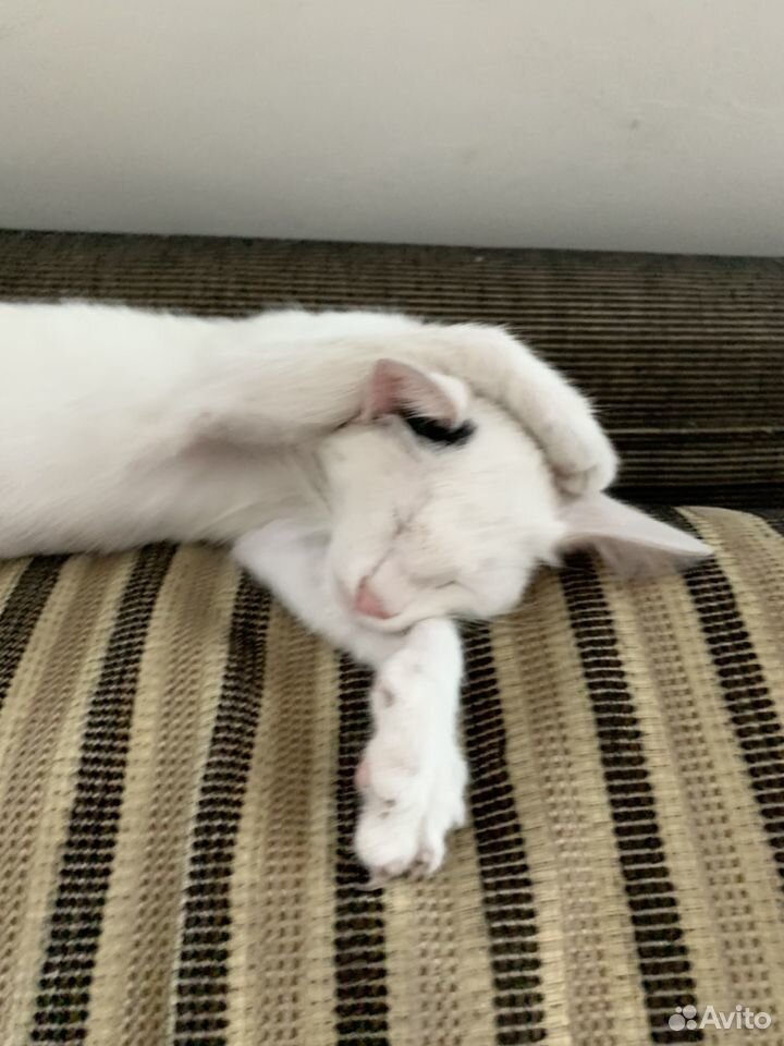 Пластилиновый кот