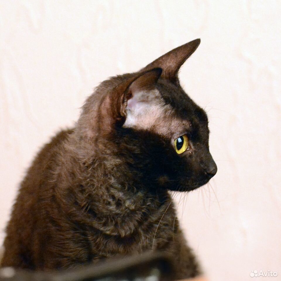 Уральский рекс кошка в добрые руки