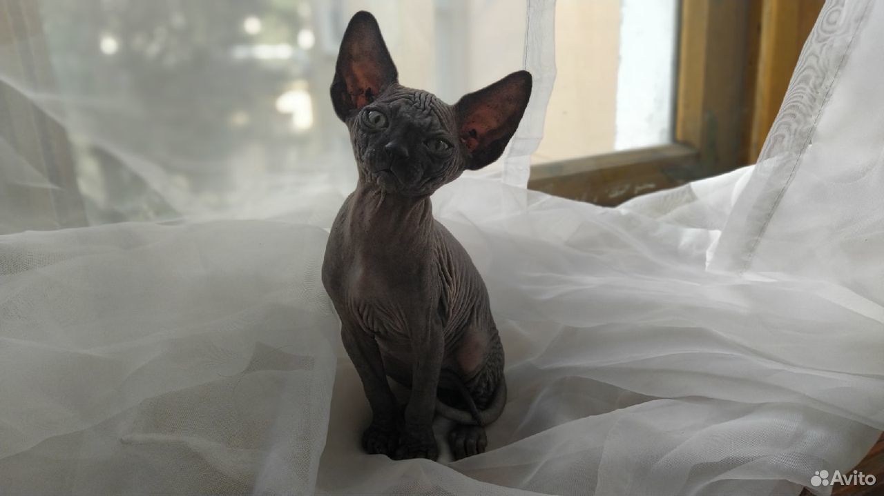 Мини пантерки. Канадский сфинкс