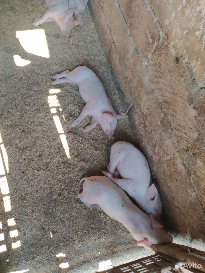 Продаются парасята пароды- "Ландрос"Цена договорна