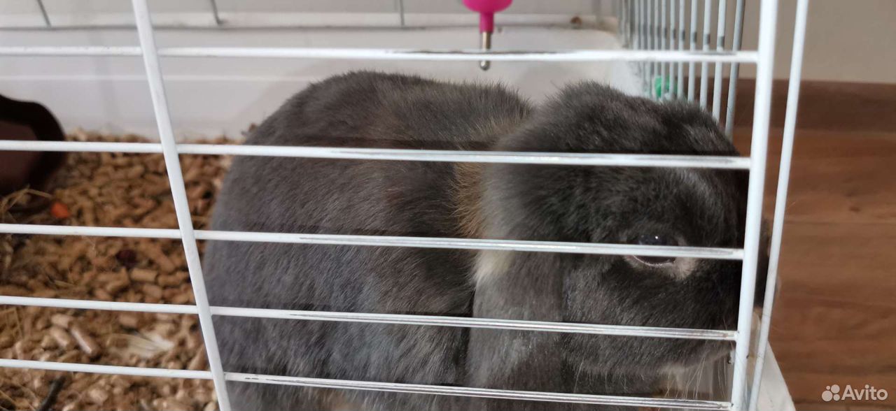 Кролик домашний