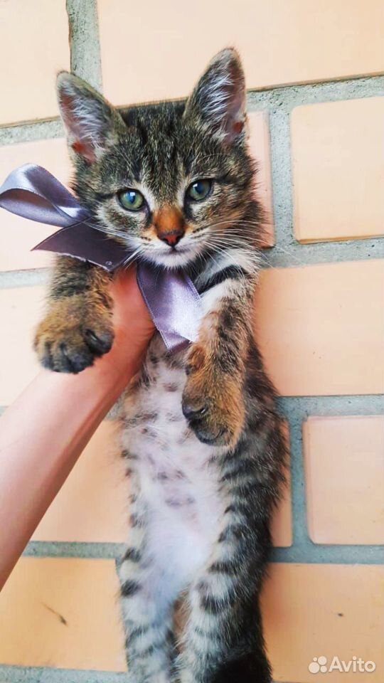 Котята