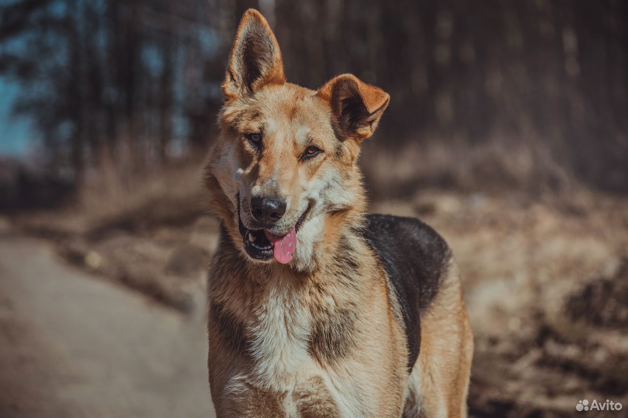 Кнопа молоденькая девочка в поиске любящих хозяев