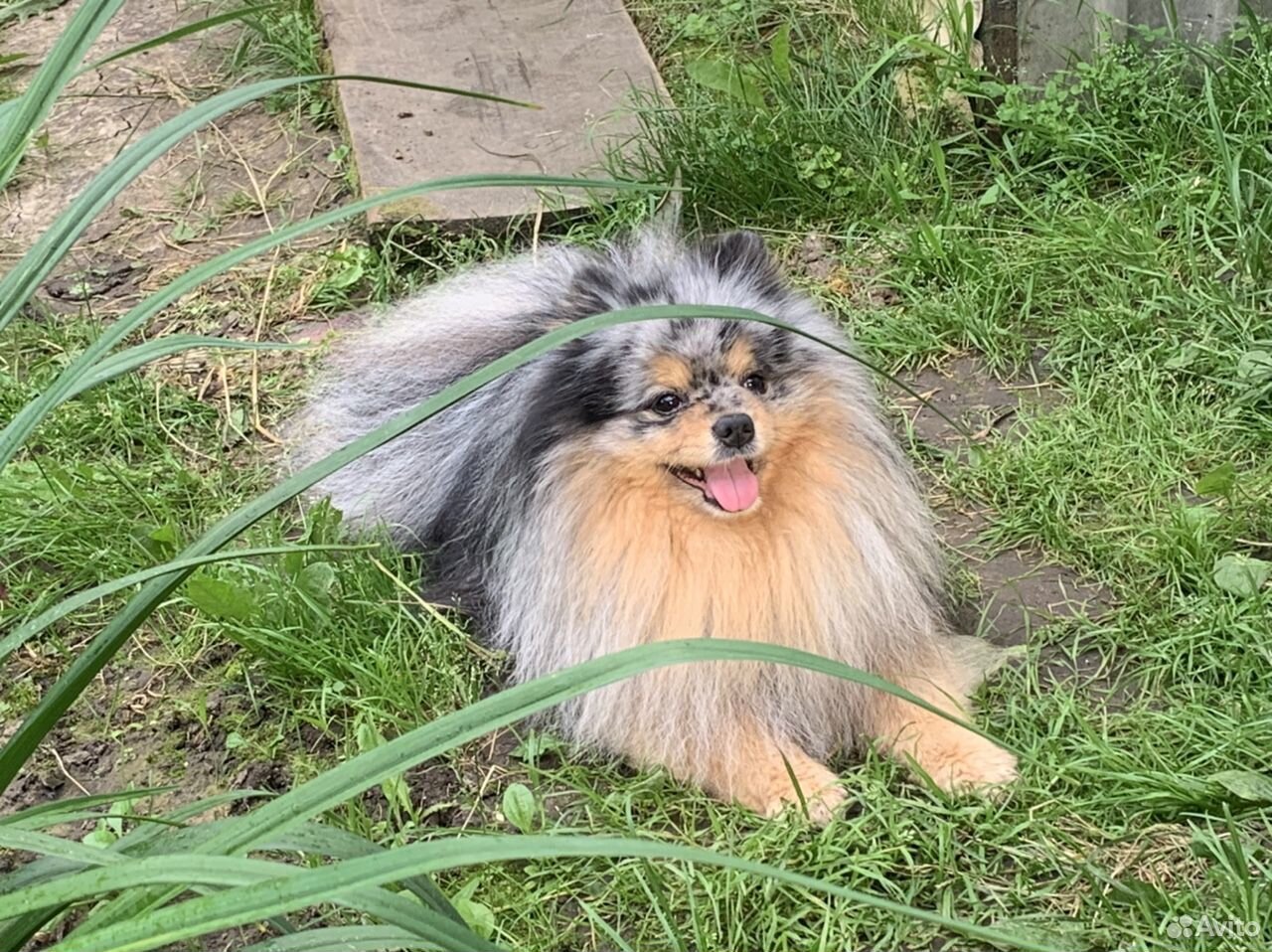 Шпиц на вязку