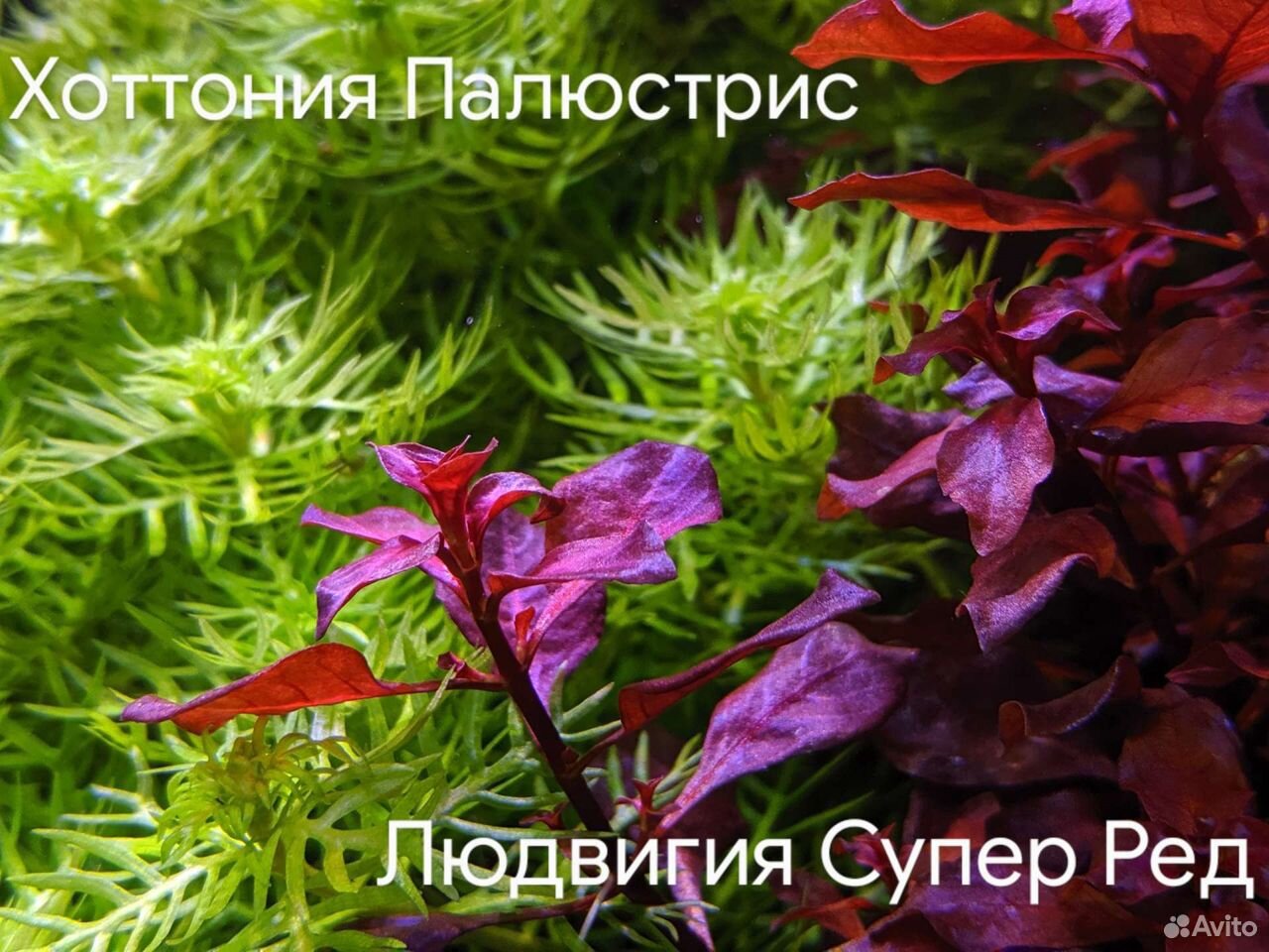 Аквариумные растения