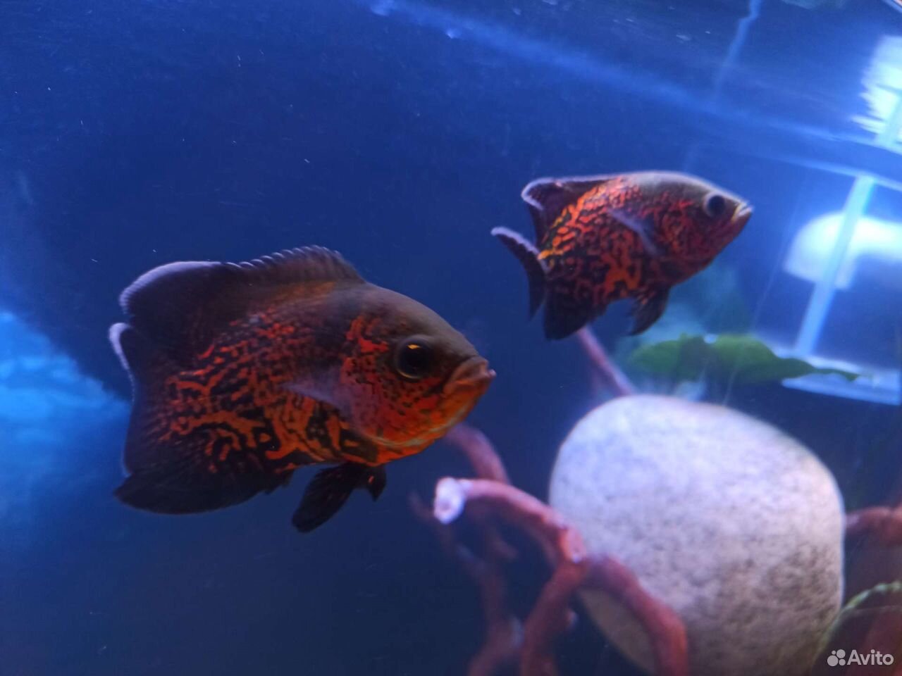 Астронотус орех