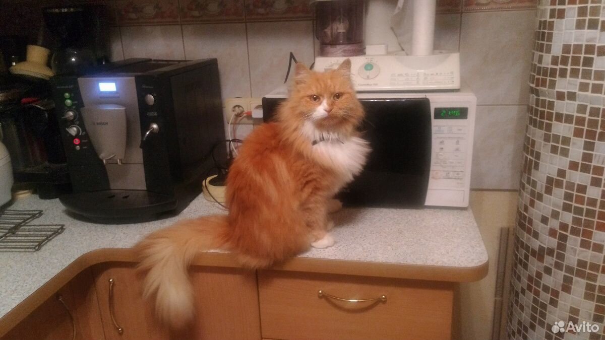 Спасённая кошка Рыжка после смерти хозяина