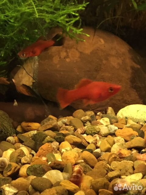 Берлинский и красный меченосец, криптокорина