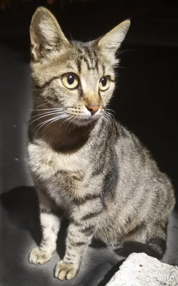 Милая кошечка ищет семью