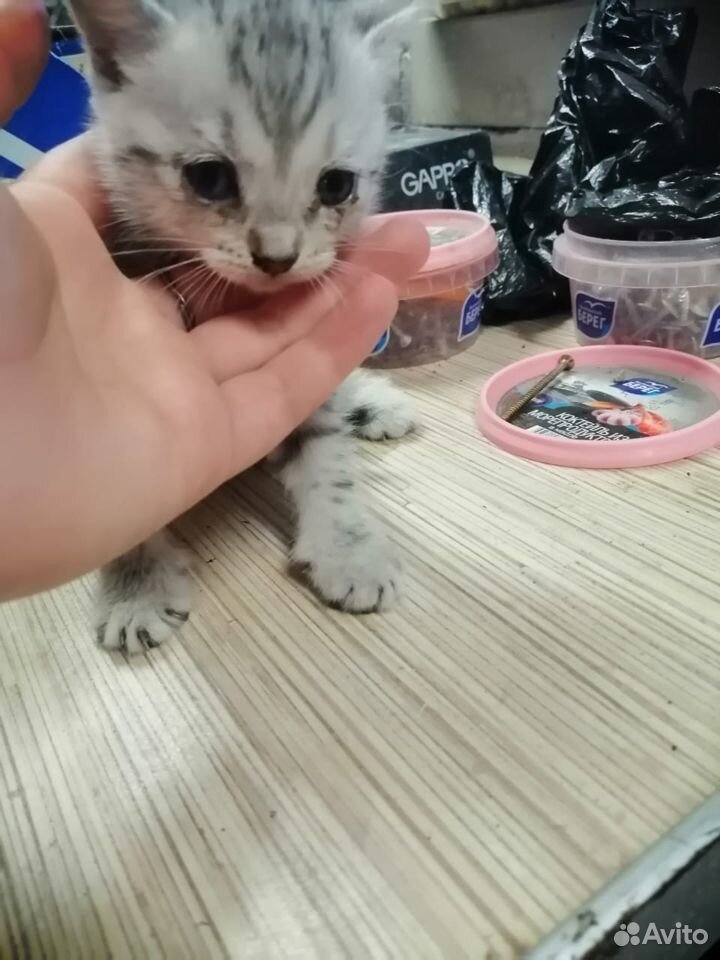 Одам 3 Котнка в добрые руки