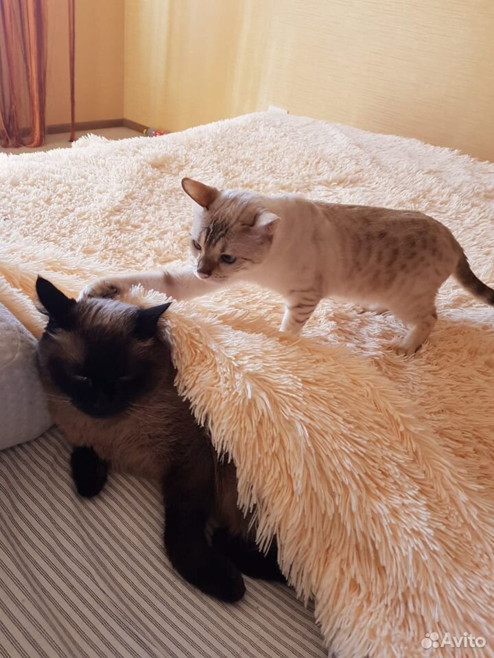 Кошка