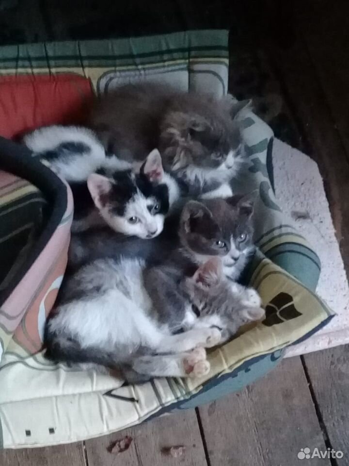 Букет котят