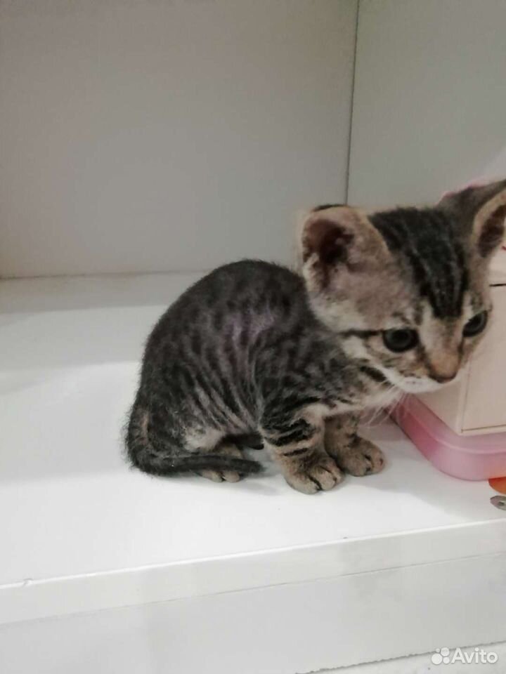 Волосатый сфинкс