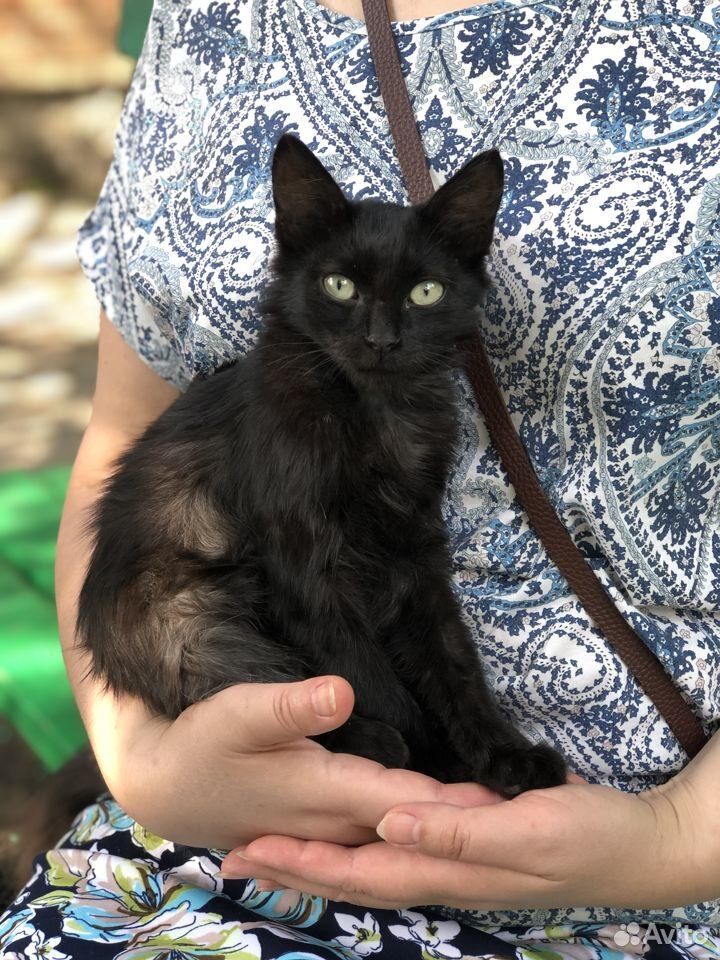 Мальчики Котята Сиротки на улице в Хорошие руки