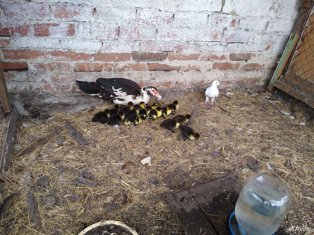 Утята индоуток