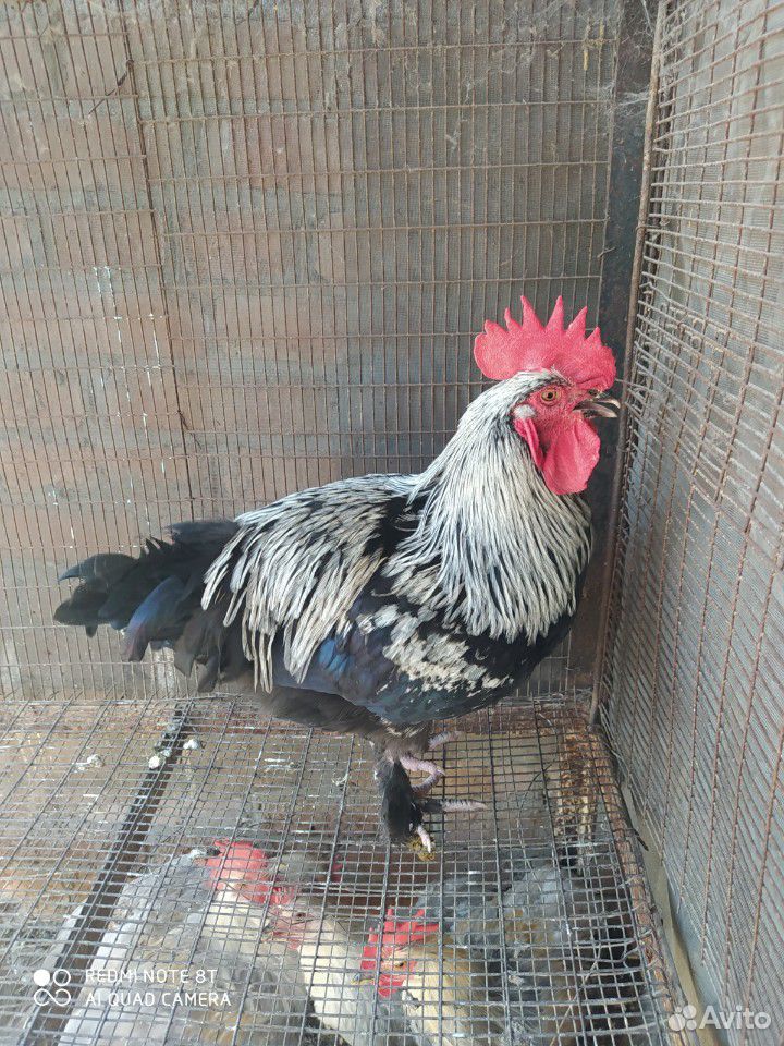 Петух Маран Серебристогривый