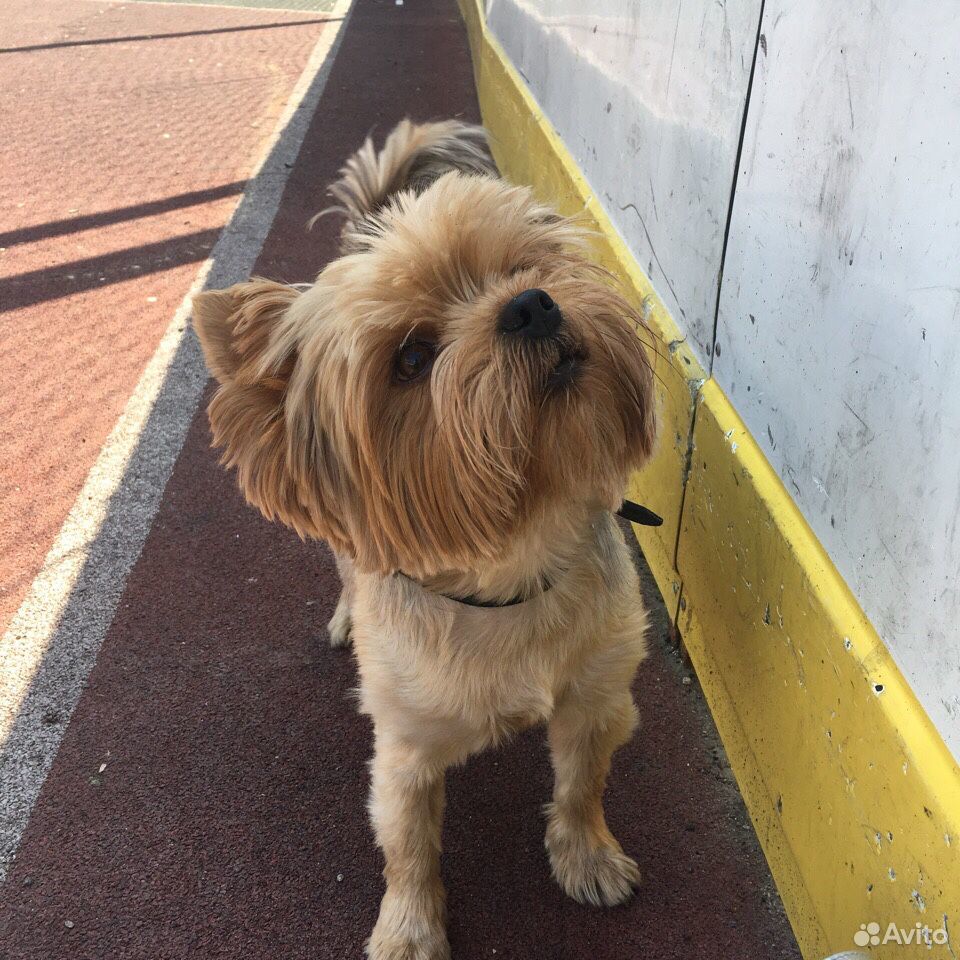 Йорк на случку