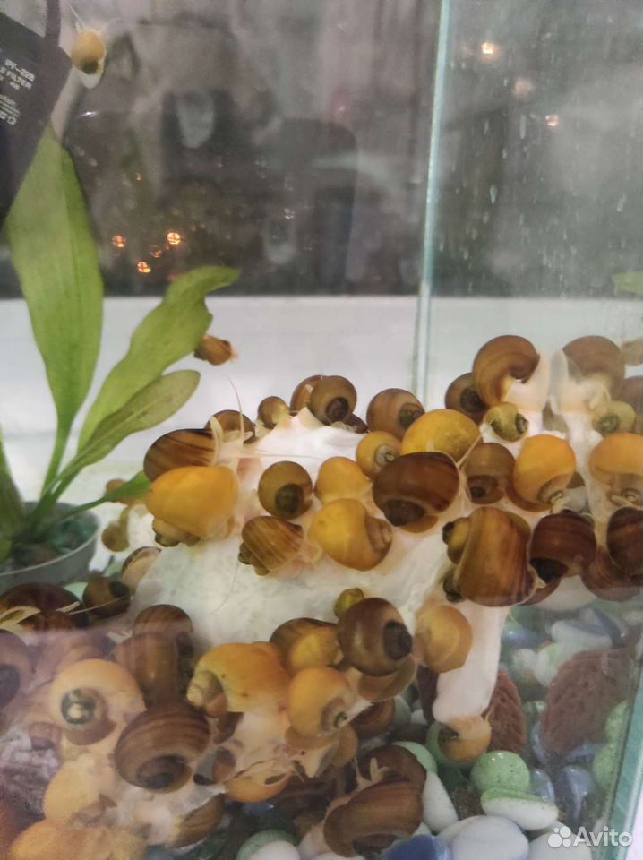 Улитка, растения