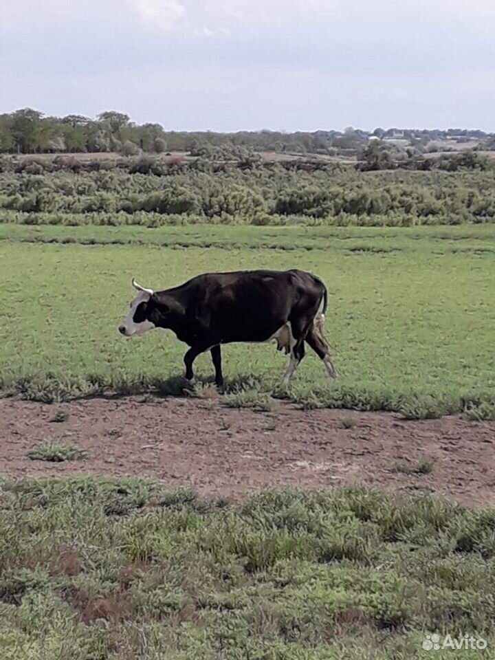 Продаю двух коров