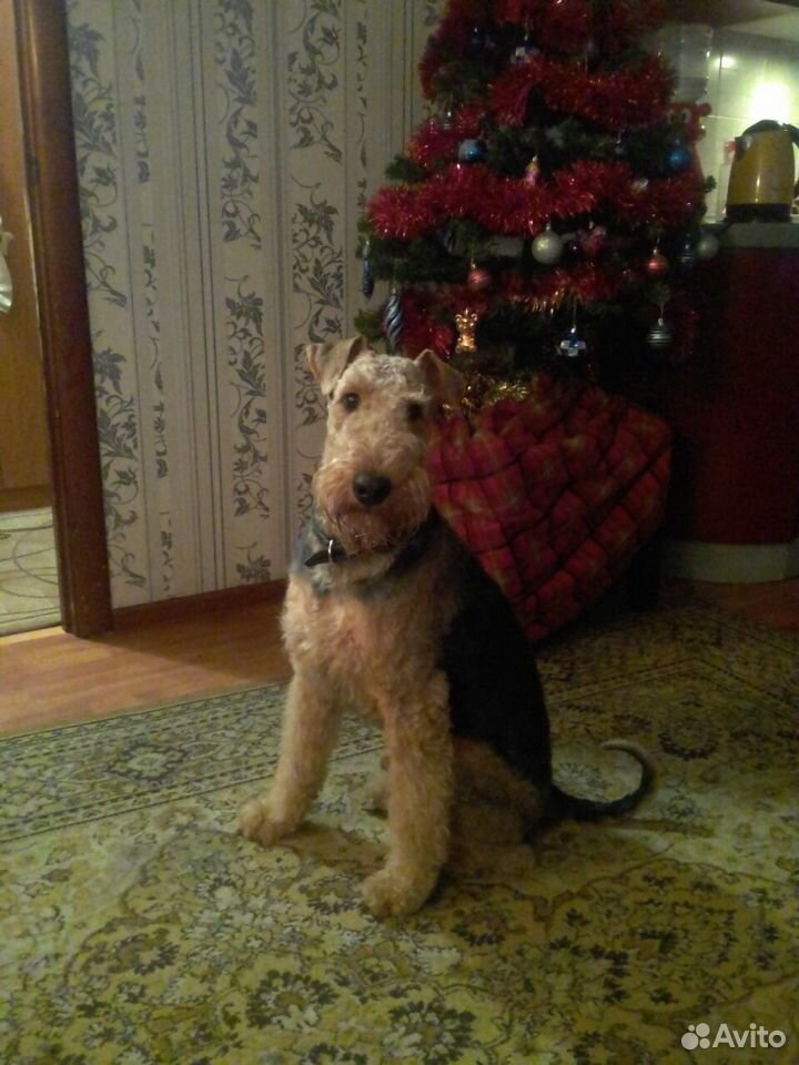 Эрдельтерьер с родословной для вязки