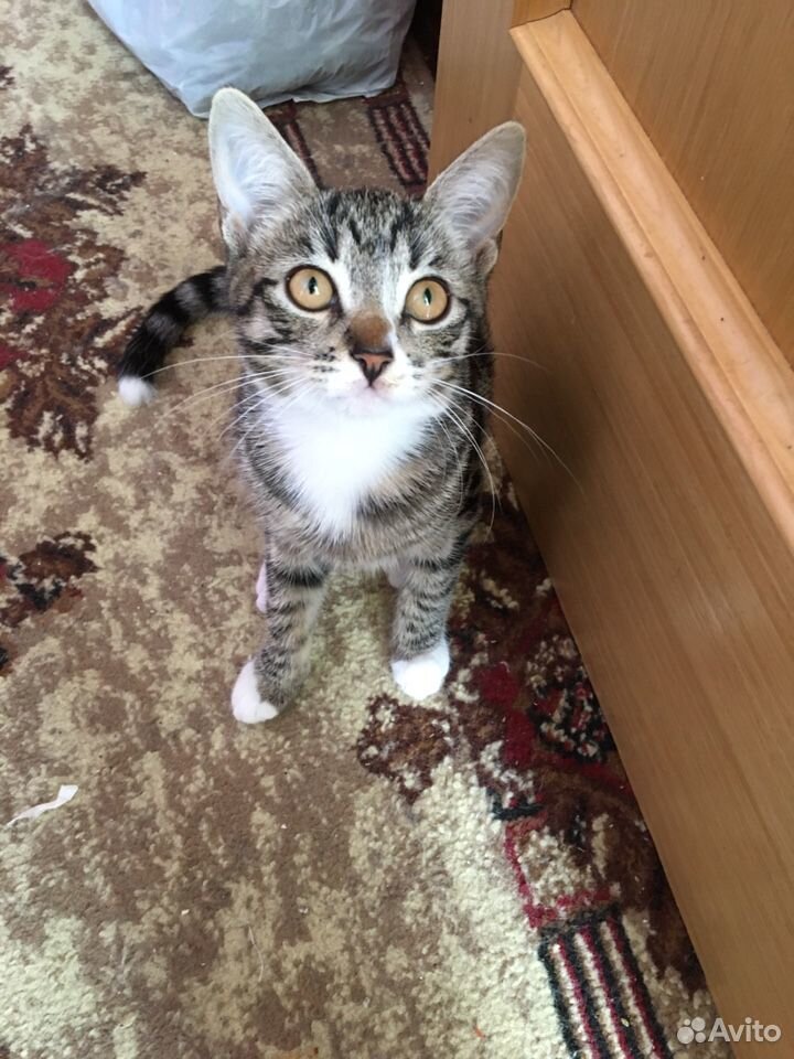 Котёнок девочка 4 месяца