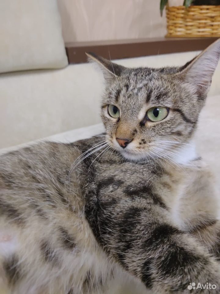 Кошечка Муся