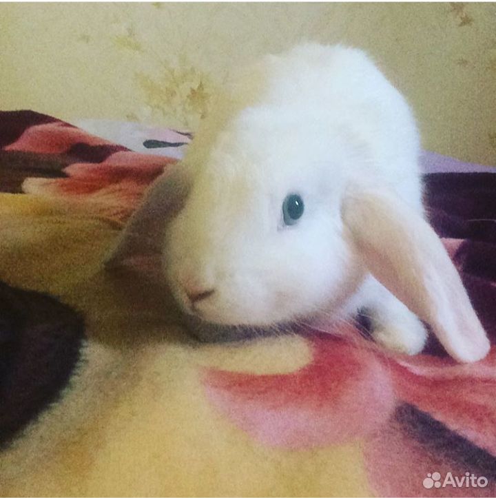 Кролик в добрые руки