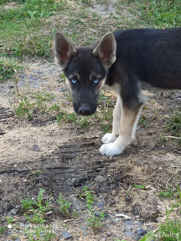 Щенок 4 месяца кобель