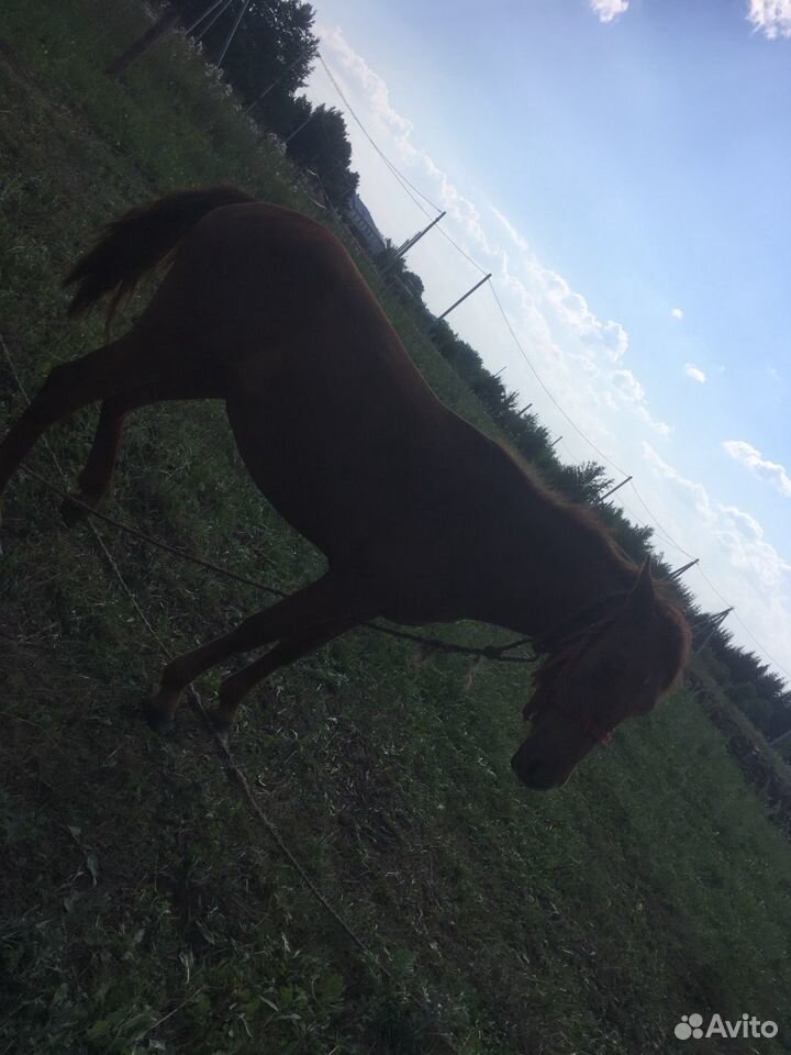 Кобылка 1,5 года