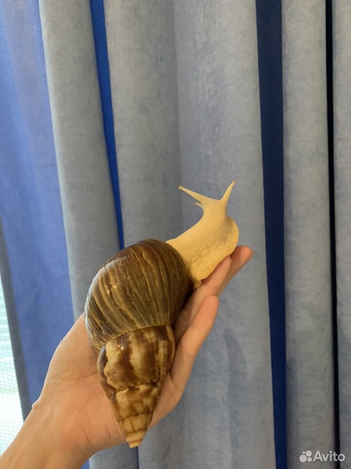 Улитка Ахатина