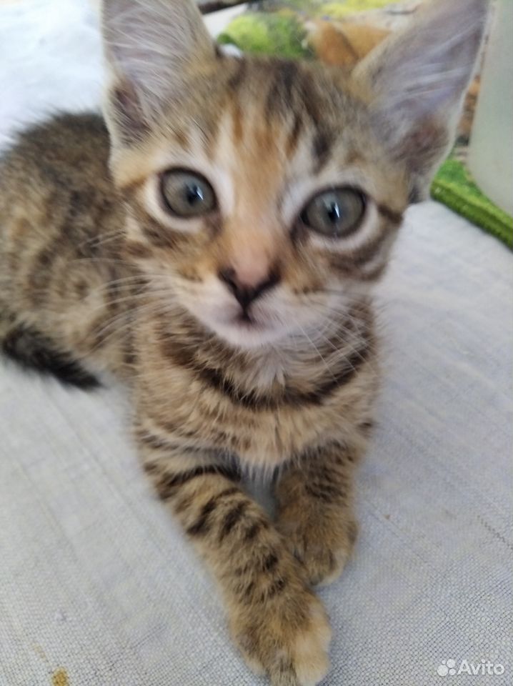Отдам котеночка