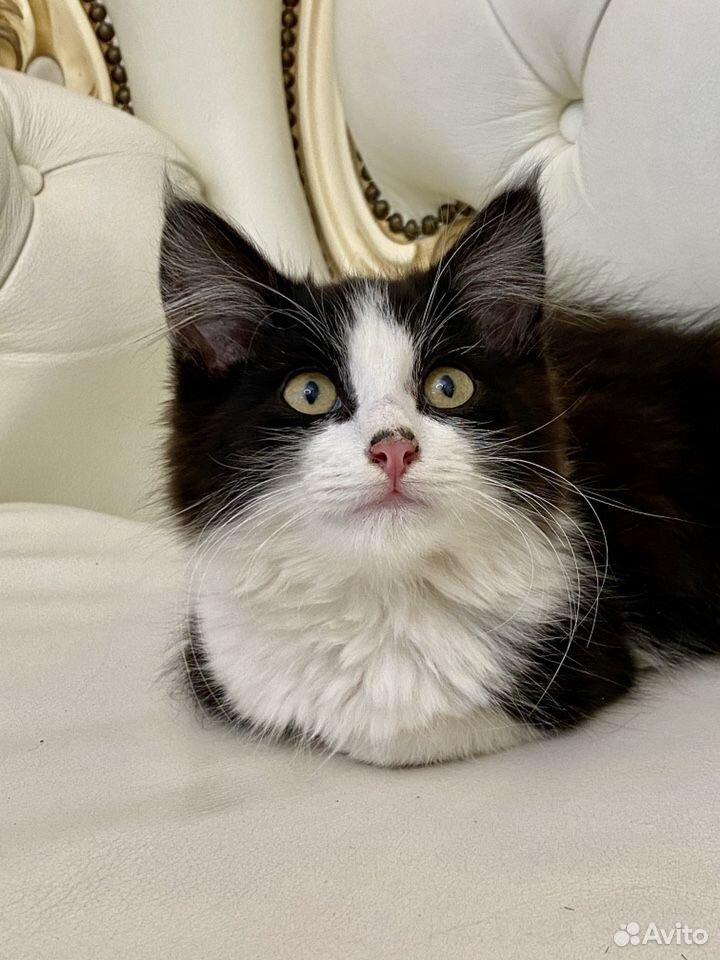 Котенок маркизик в дар