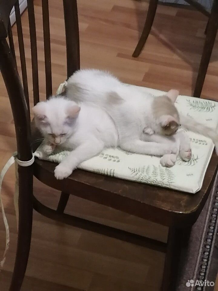 Отдам в хорошие руки