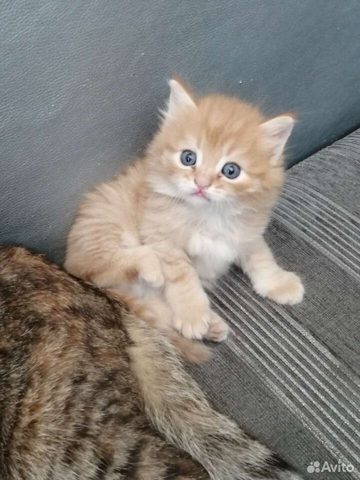 Кошка и кот