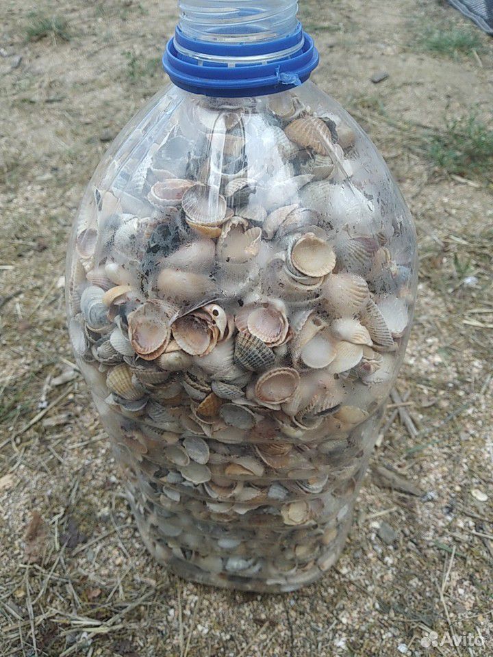Ракушки