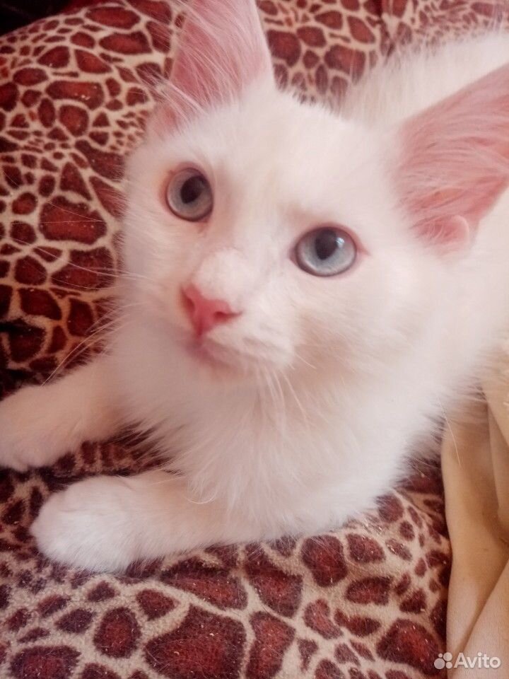 Котёнок Сахарок ищет семью