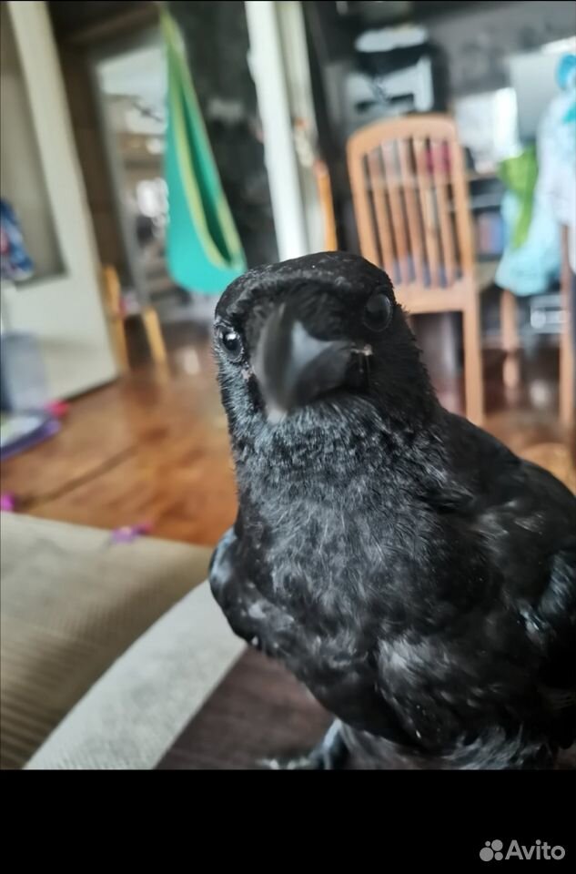 Ручная ворона